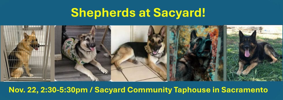 Meet and Greet at Sacyard! - Golden State German Shepherd Rescue