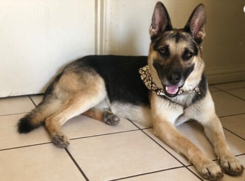 Cooper - Golden State German Shepherd Rescue